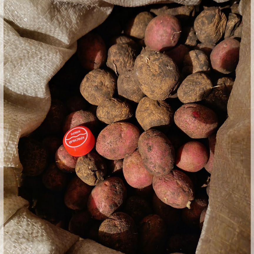 Картофель для животных