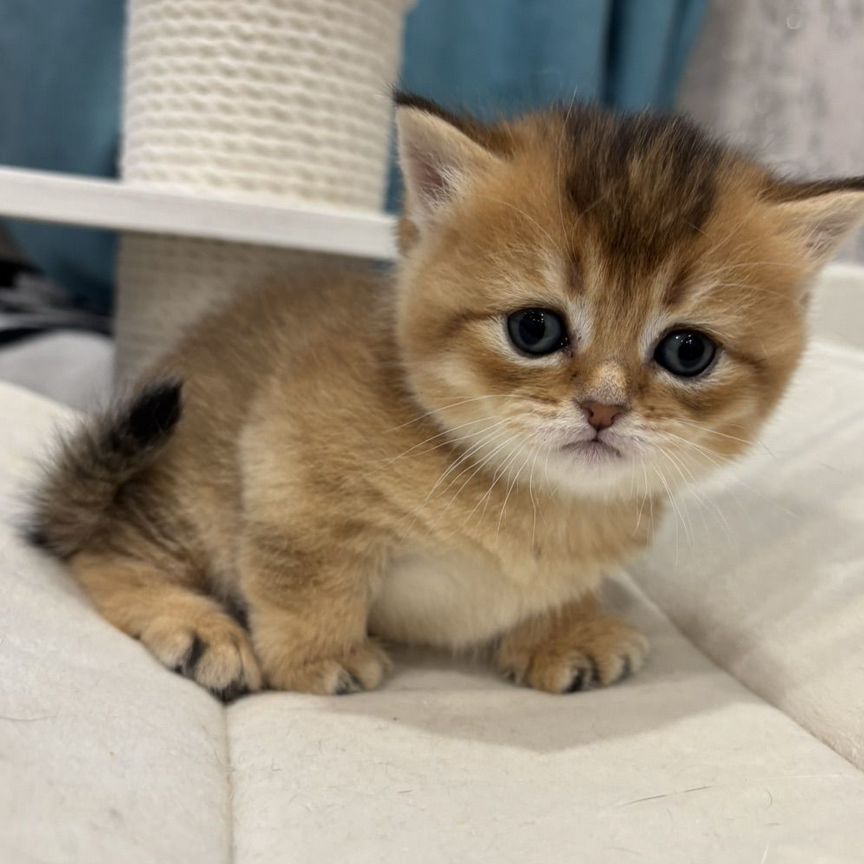 Британский короткошёрстный котёнок