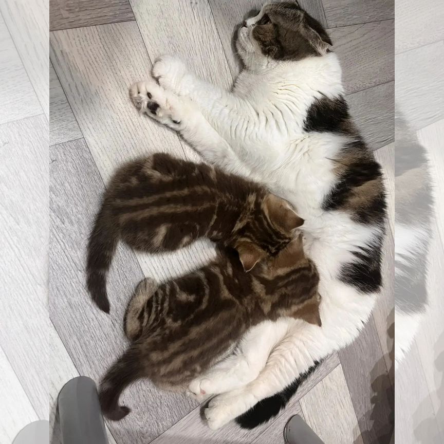 Шотландский вислоухий короткошёрстный котёнок