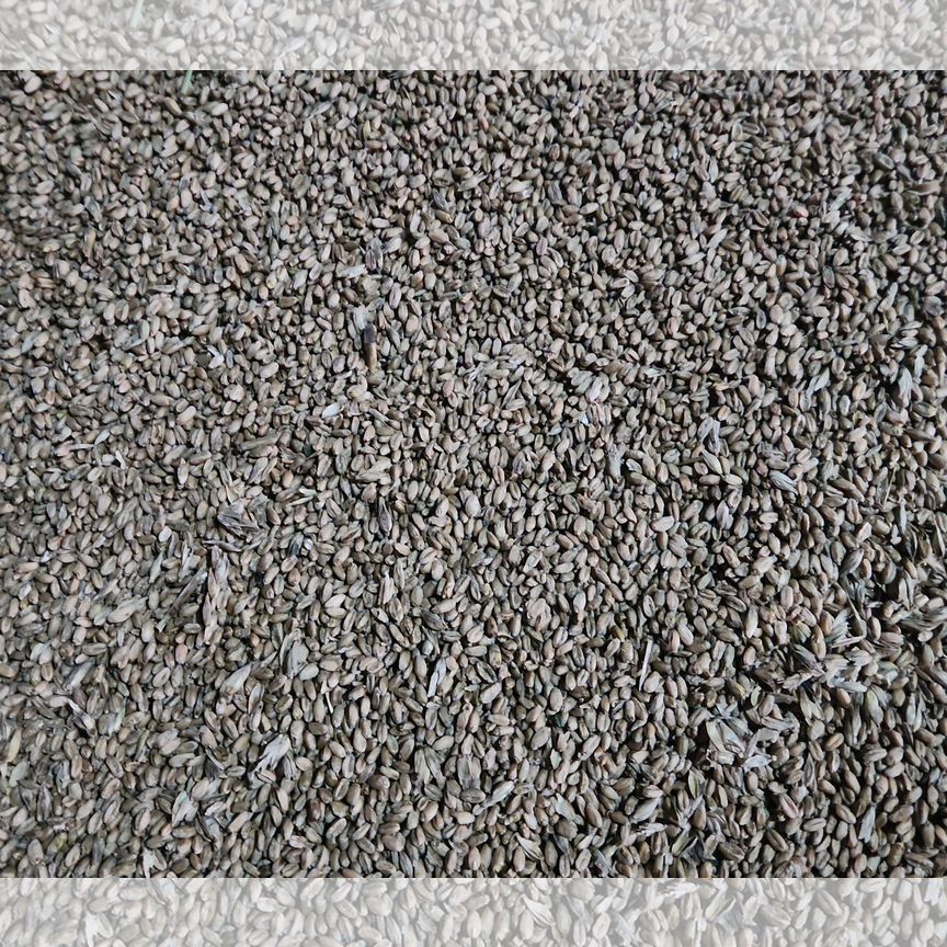 Продам.Пшеницу