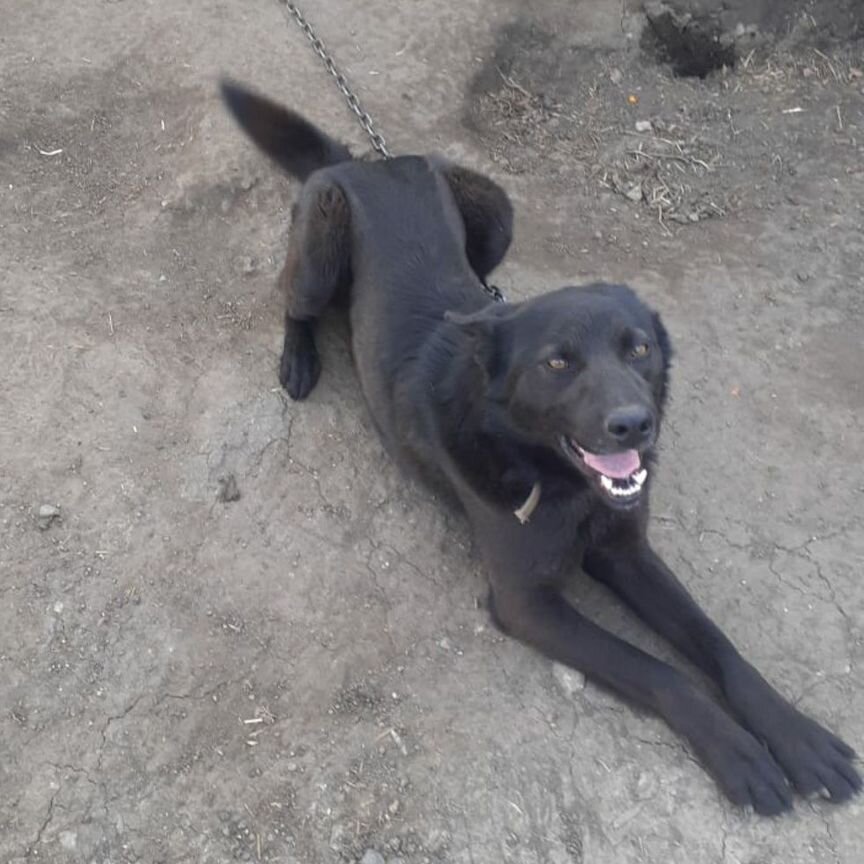 Собаки бесплатно