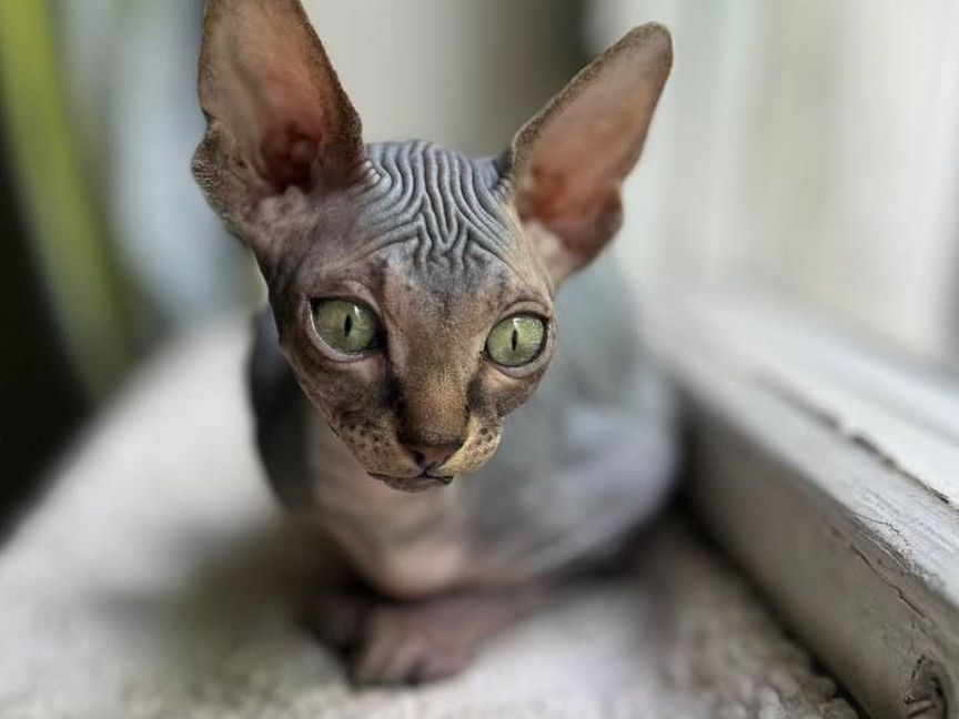 Котята сфинкс