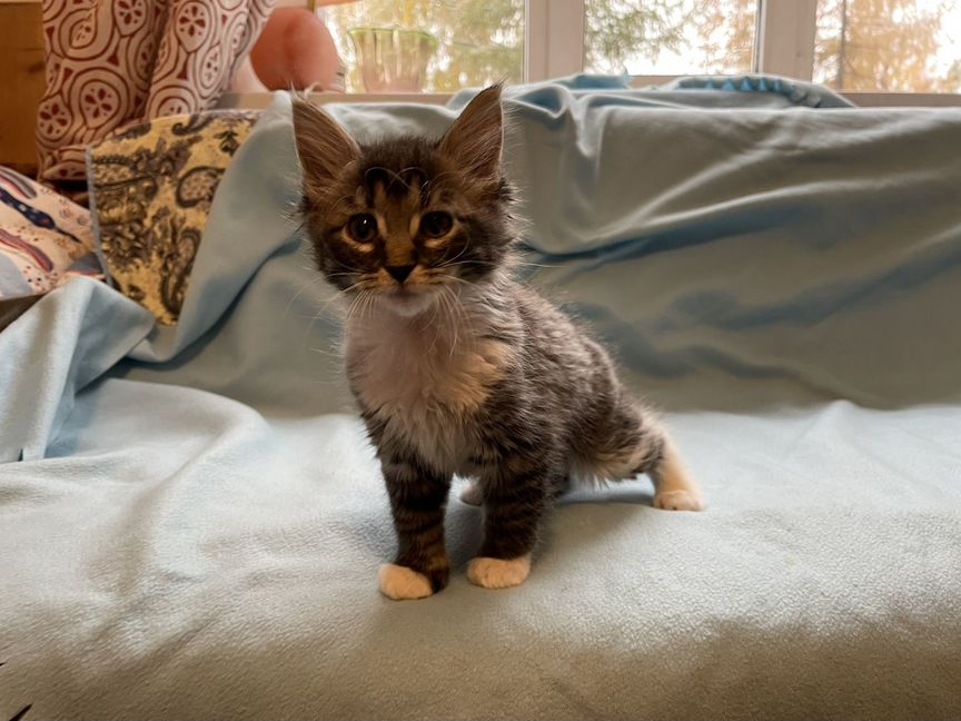 Малышка Ева 2,5 мес ищет любящую семью