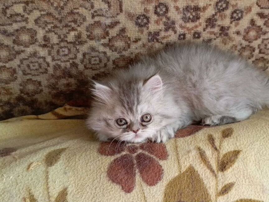 Персидская