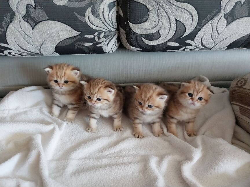 Британские котята