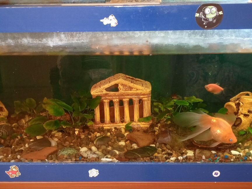 Аквариум