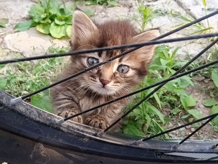 Котята найденыши