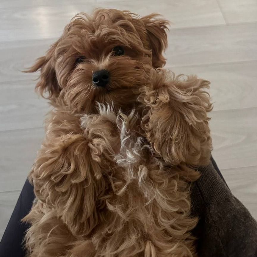 Мальтипу, щенок