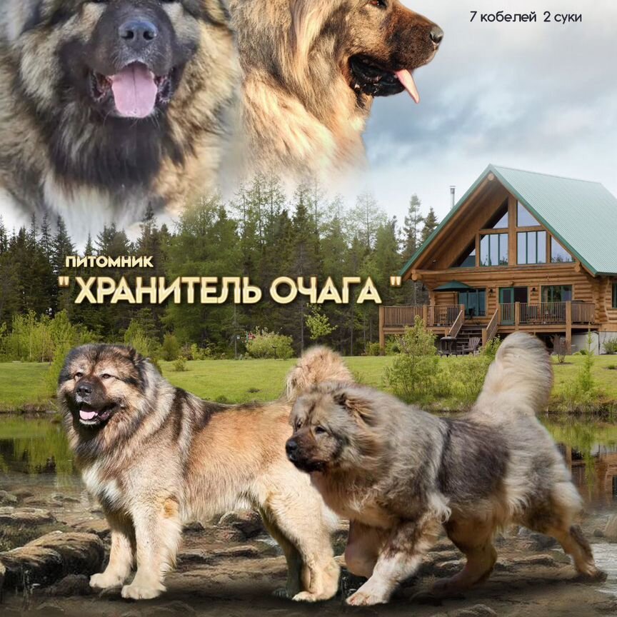 Щенки кавказской овчарки