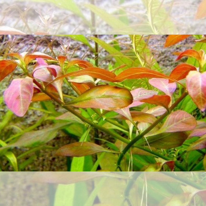 Людвигия ползучая, аквариумная