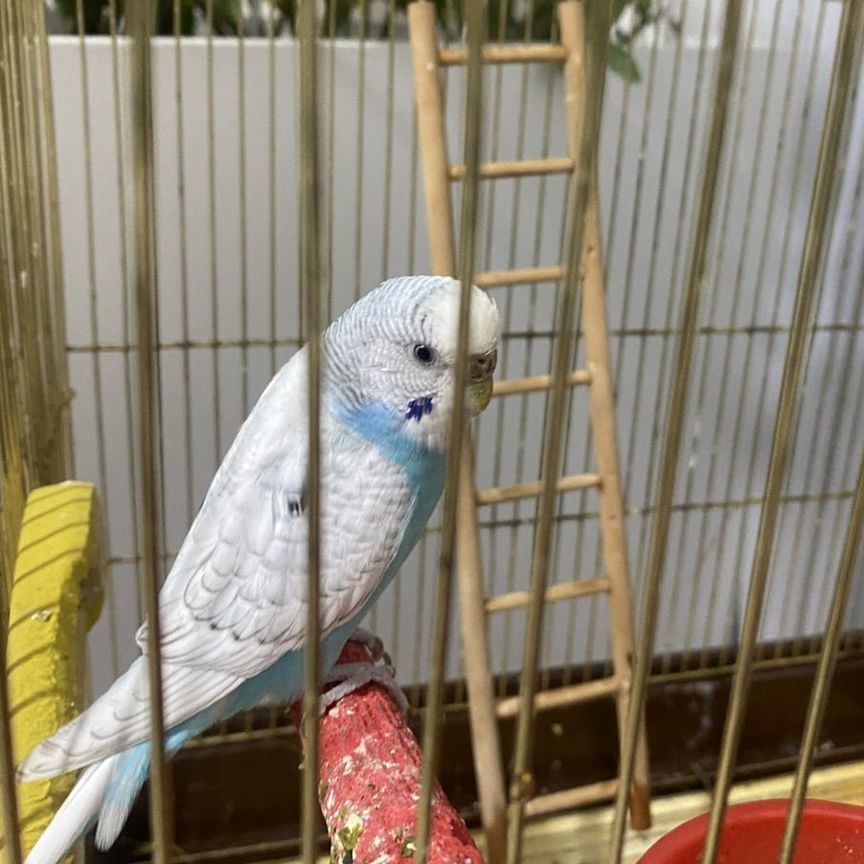 Попугай с клеткой
