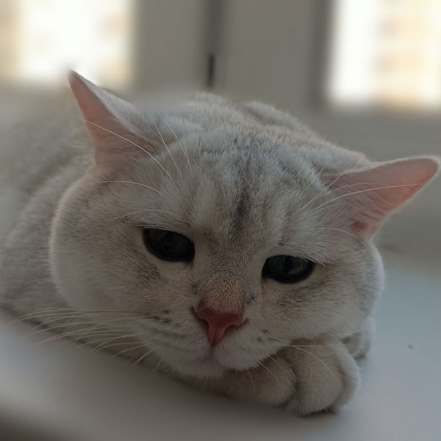 Британский длинношёрстный котёнок