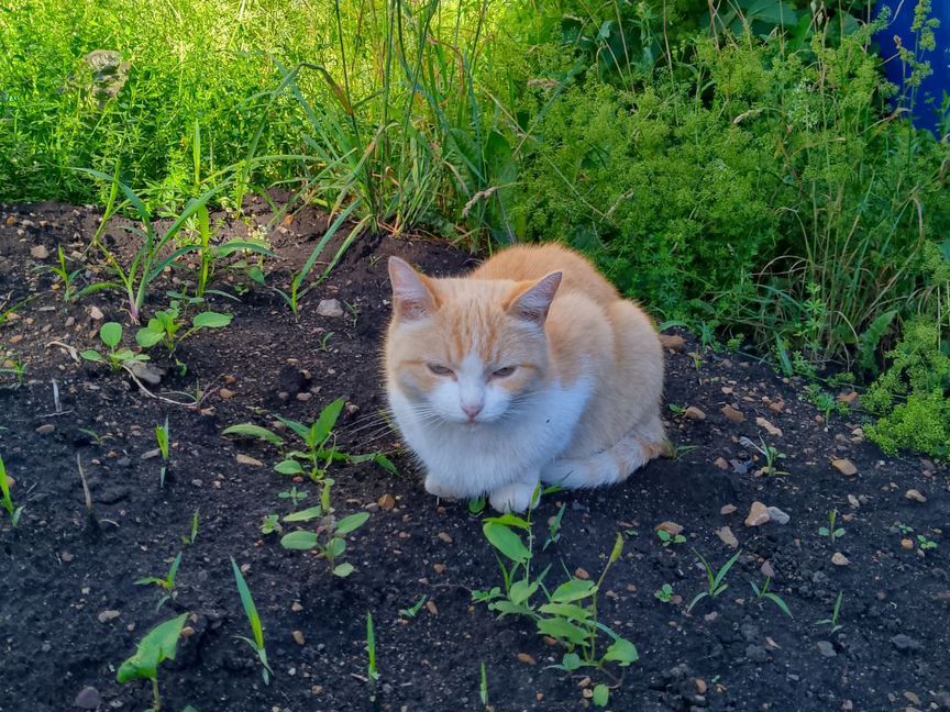 Кошка уличная в опасности