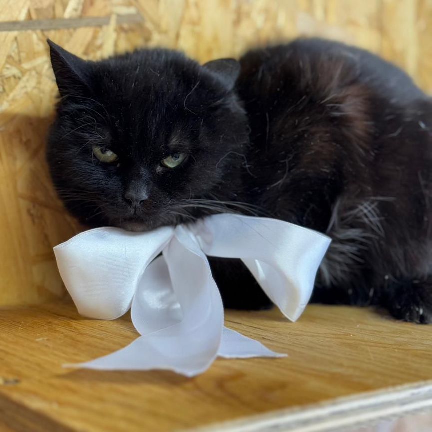 Вуаль в добрые ручки