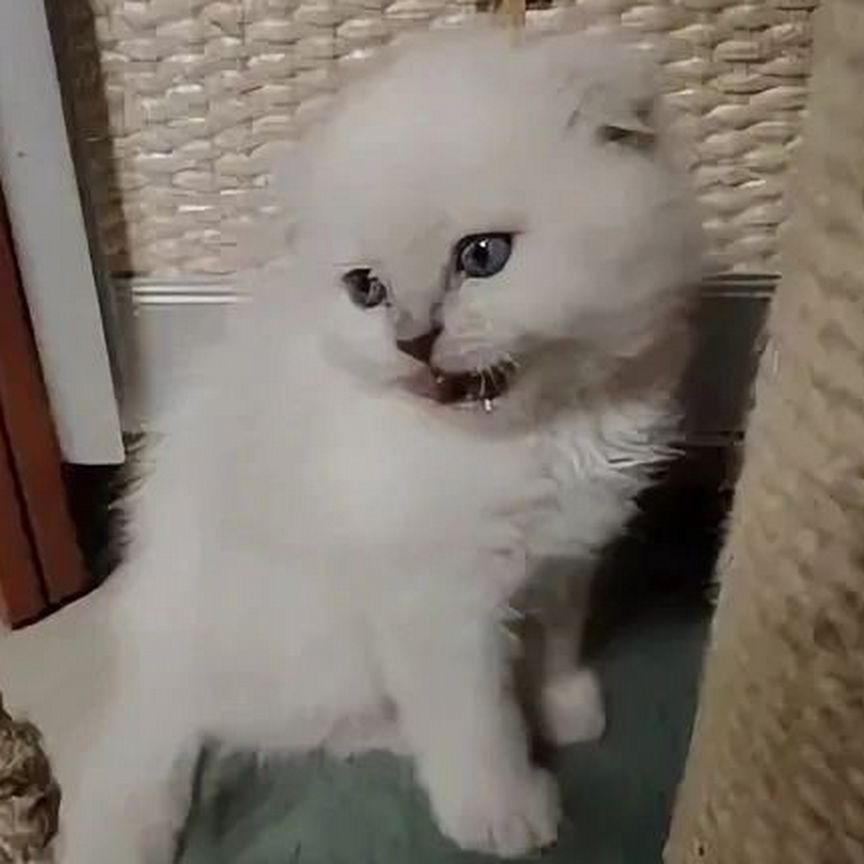Шотландский вислоухий длинношёрстный котёнок