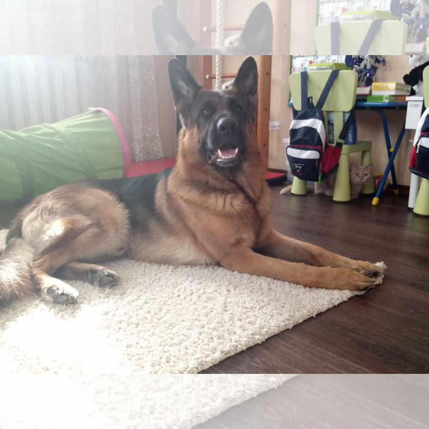 Немецкая овчарка, взрослый пёс