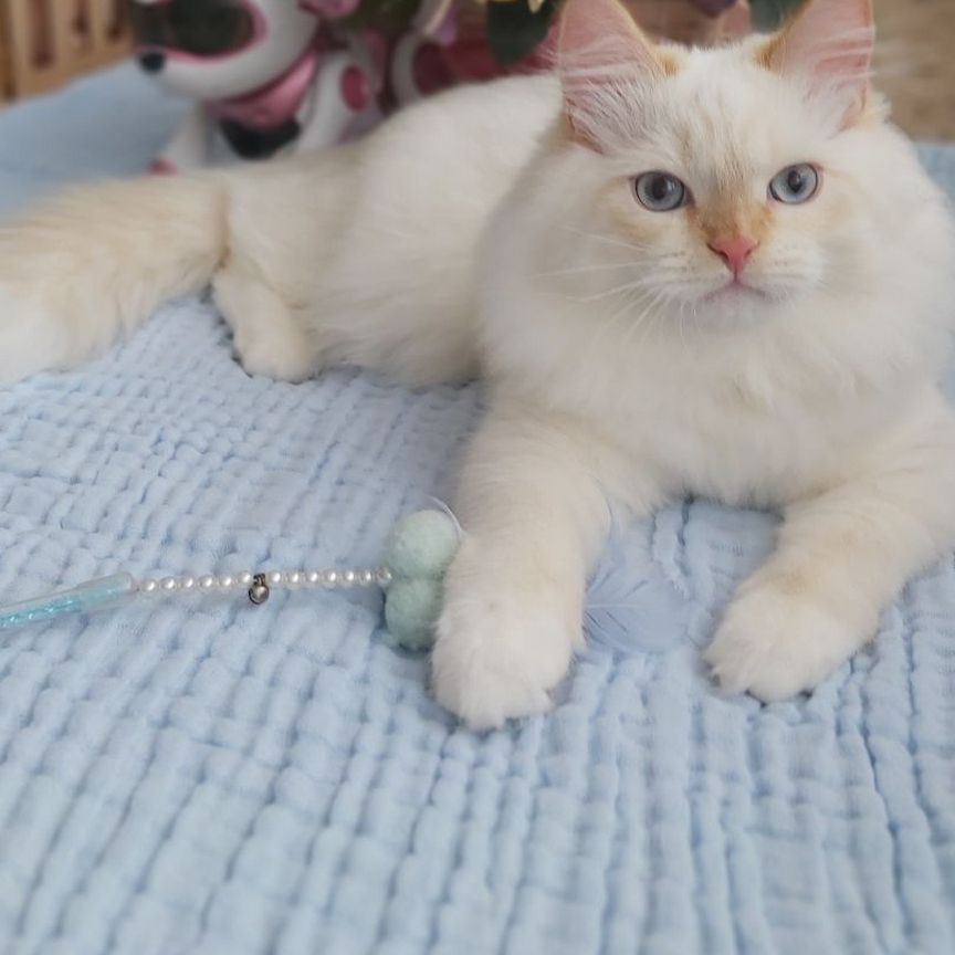 Котенок шоу класса