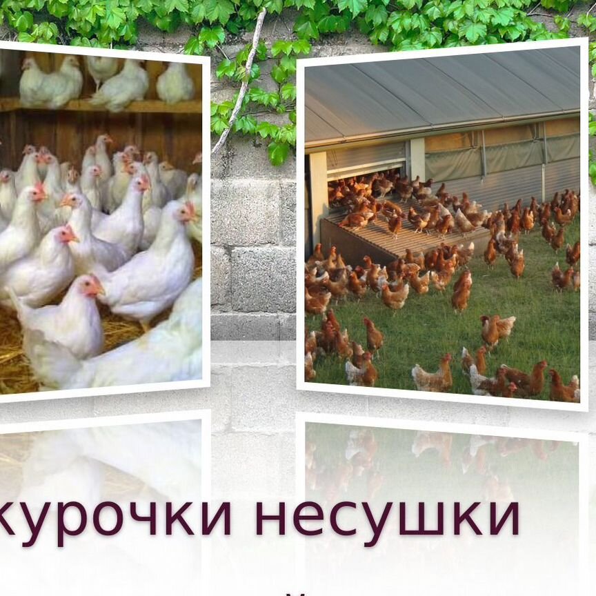 Куры несушки