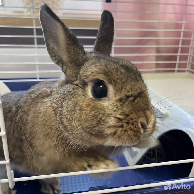 Нидерландский карликовый кролик, возраст 2 года