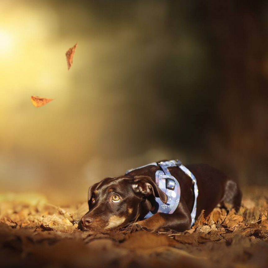 Щенок в добрые руки