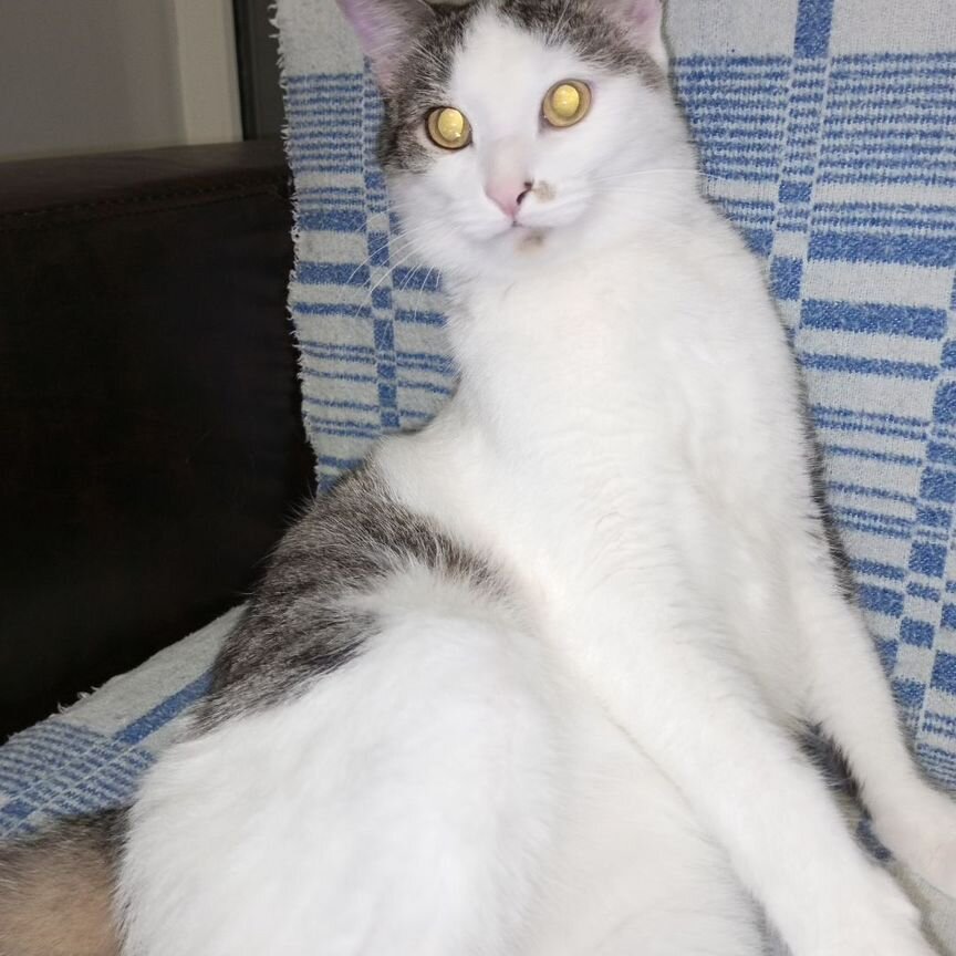 Котик, в надежные руки