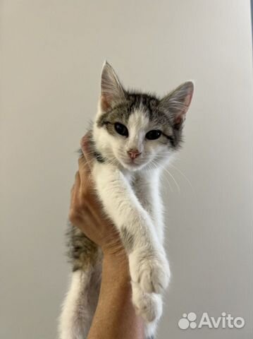 Котёнок ищет семью