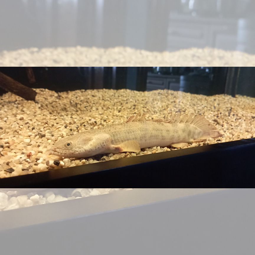 Полиптерус лапради