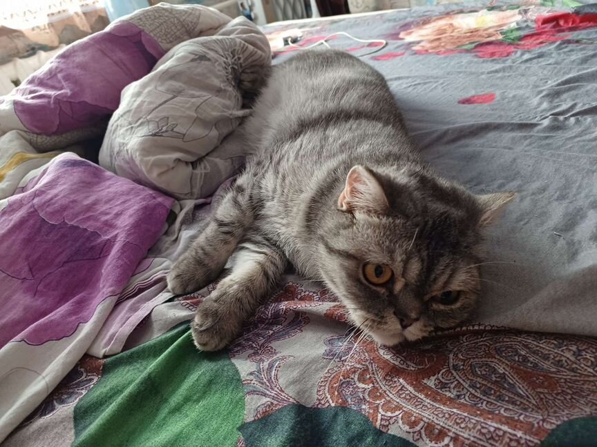 Кошечка ищет котика