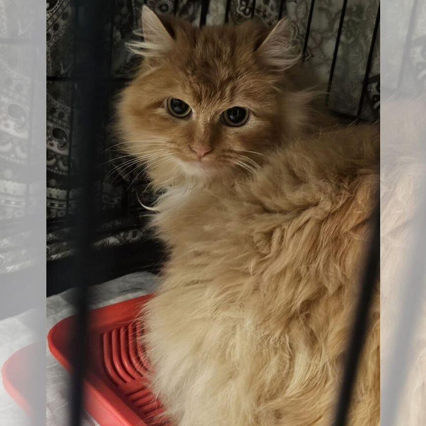 Взрослая, кошка в добрые руки