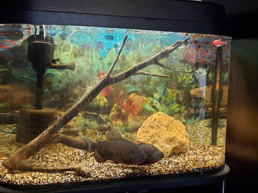 Аквариум Оазис