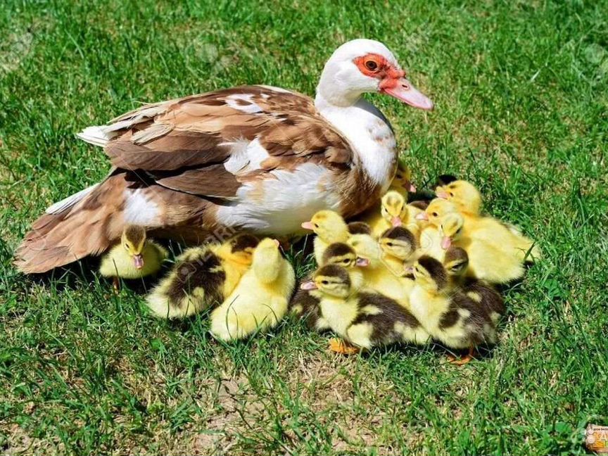 Мускусные утки индоутки индоутята