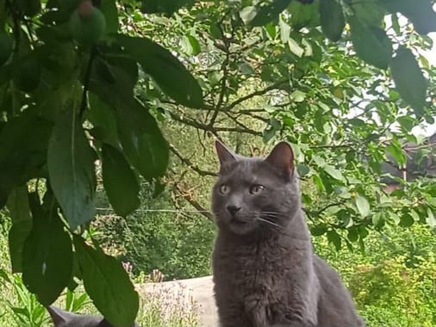 Коты русская голубая