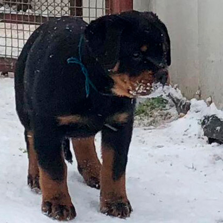 Ротвейлер щенок девочка