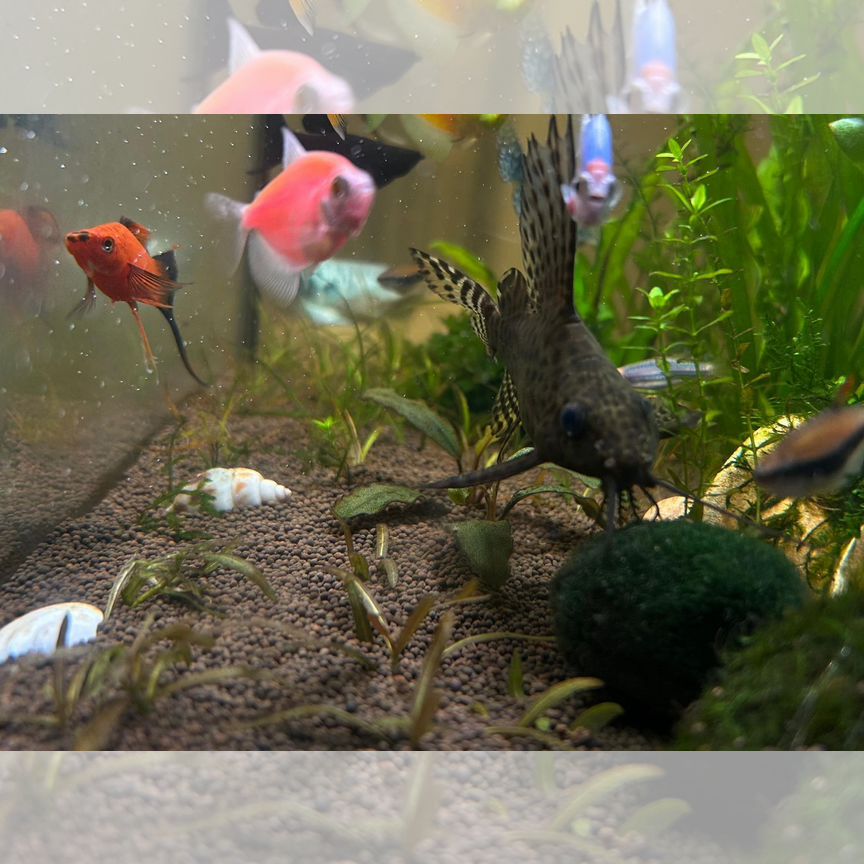 Синодонтис-перевёртыш