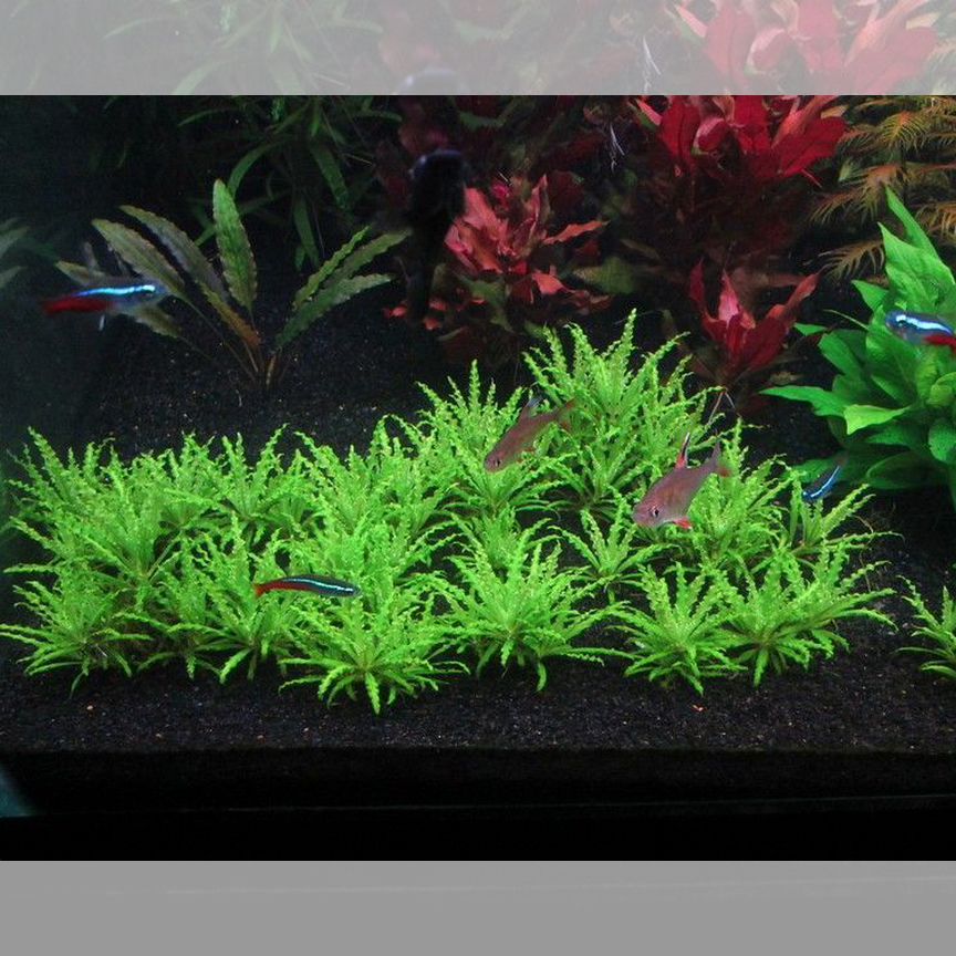 Аквариумные растения. Погостемон хелфера