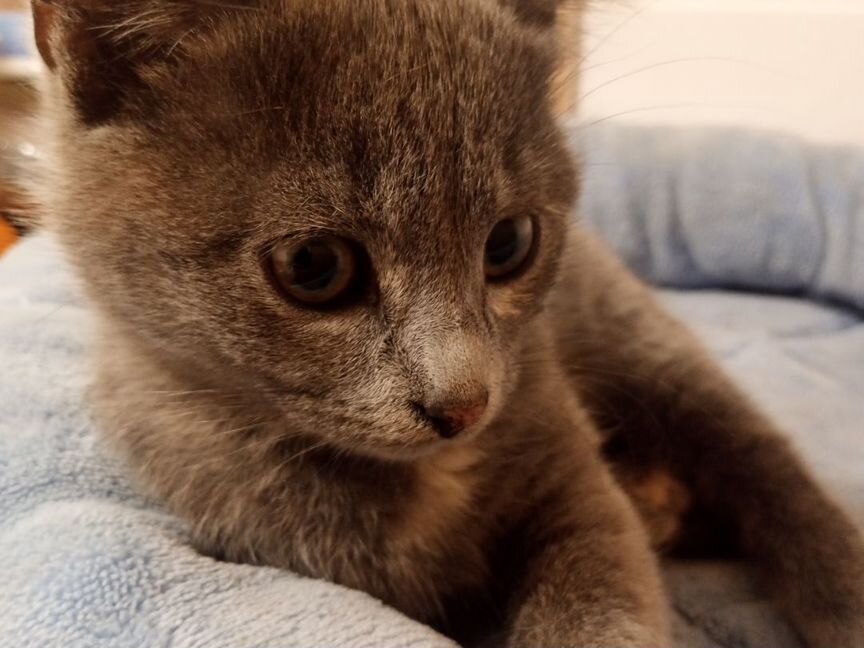 Отдам серого котенка в добрые руки