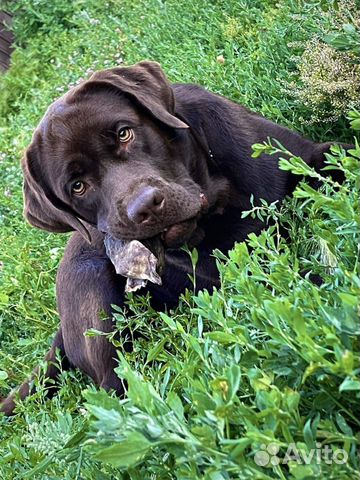 Щенки лабрадора