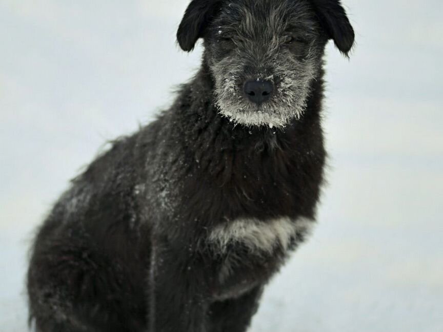 Собака в добрые руки