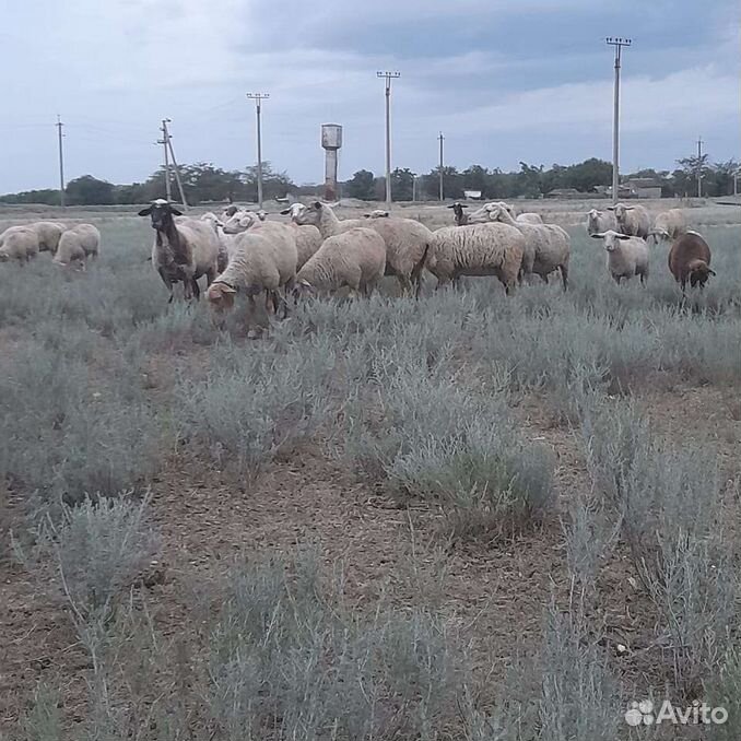 Овцы c ягнятами