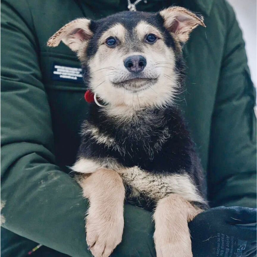 Лайка, щенок