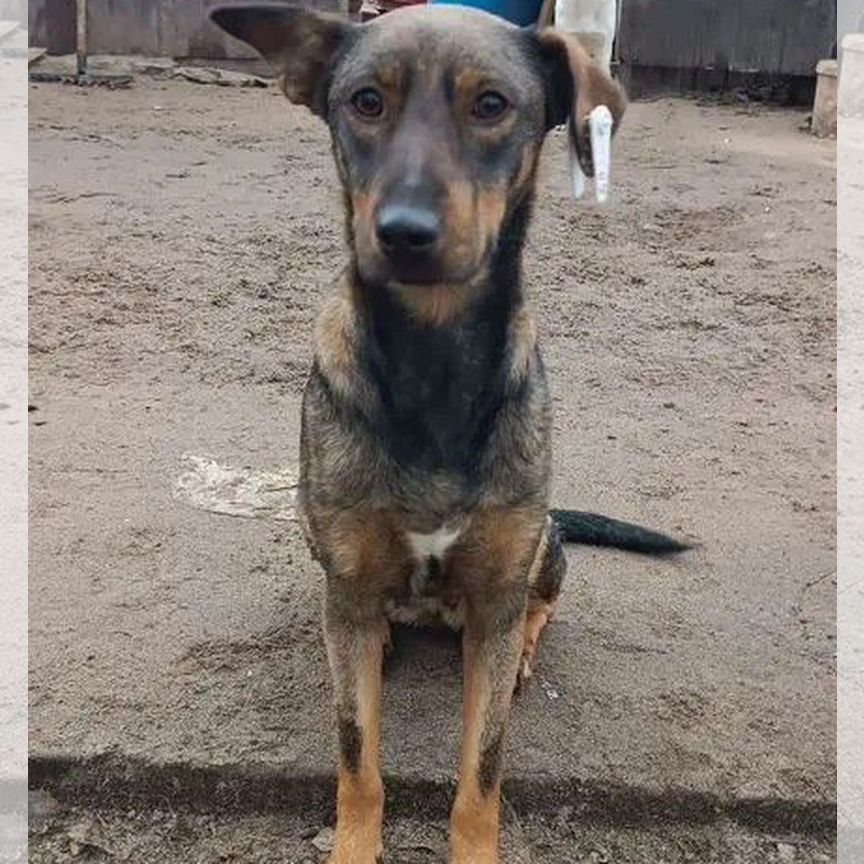 Приму в дар мясные отходы