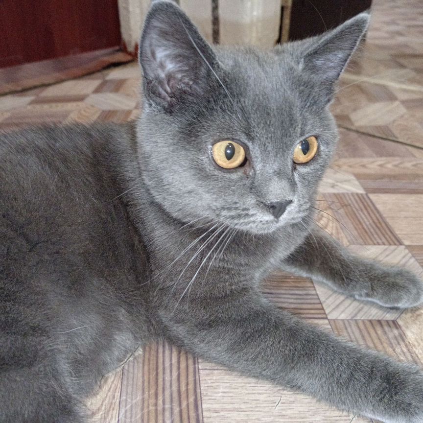 Отдам в добрые руки котёнка