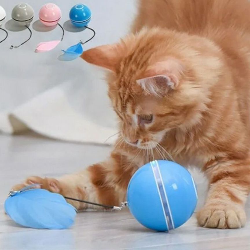 Красные котята бенги