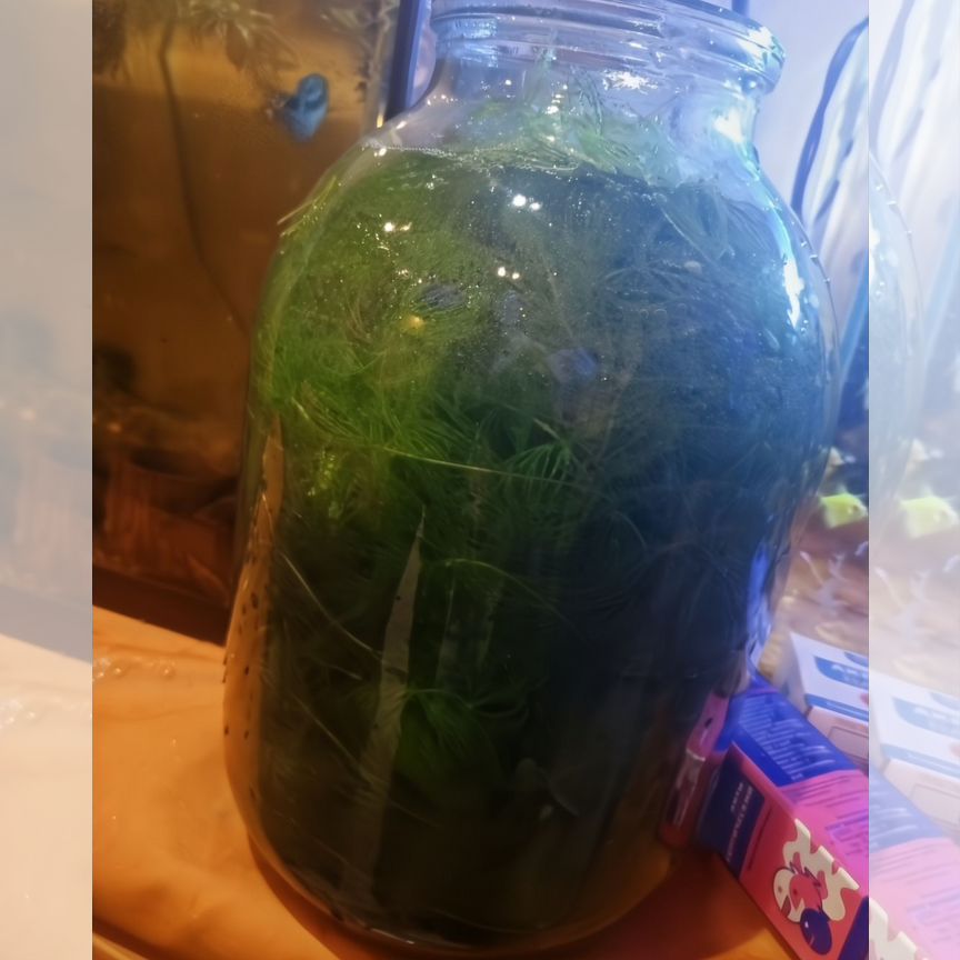 Роголистник в аквариум