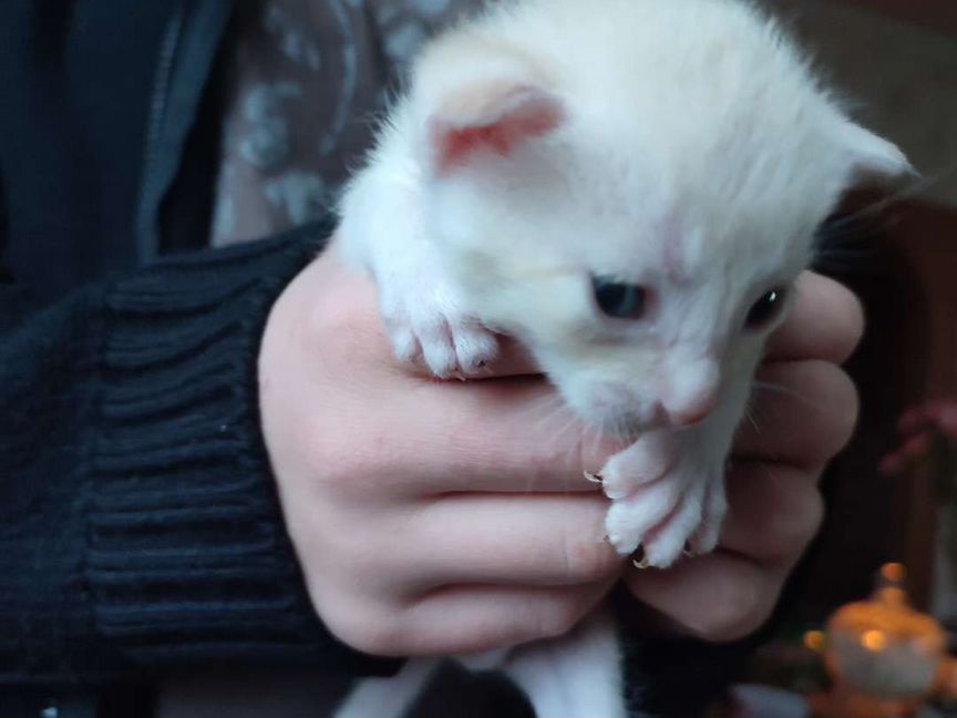 Канадский сфинкс котенок