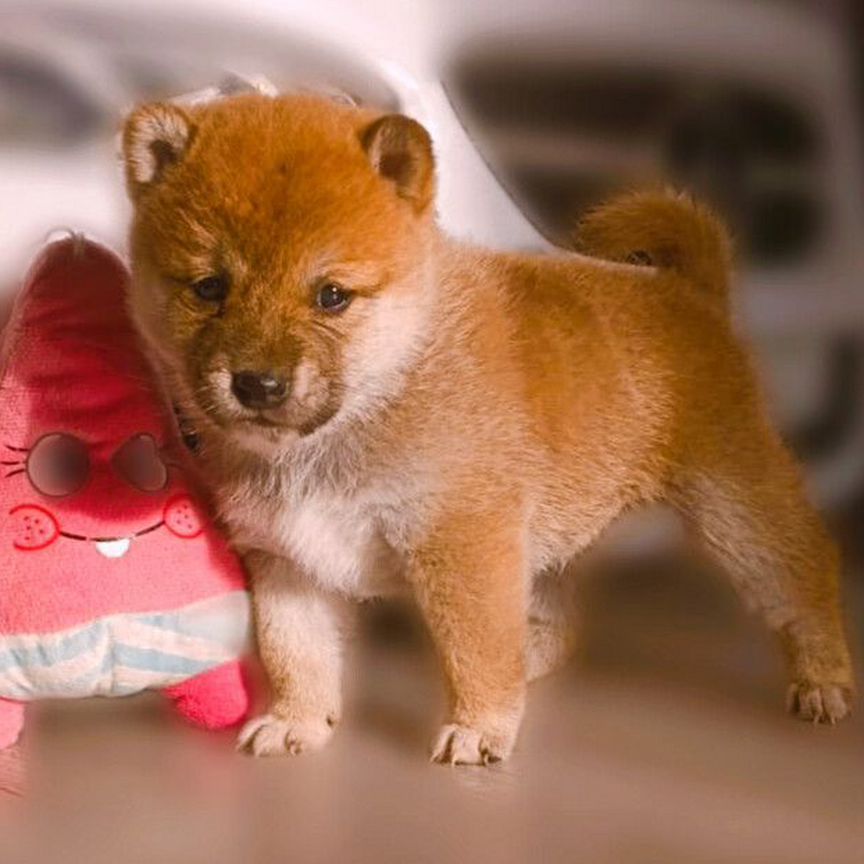 Сиба-ину, щенок
