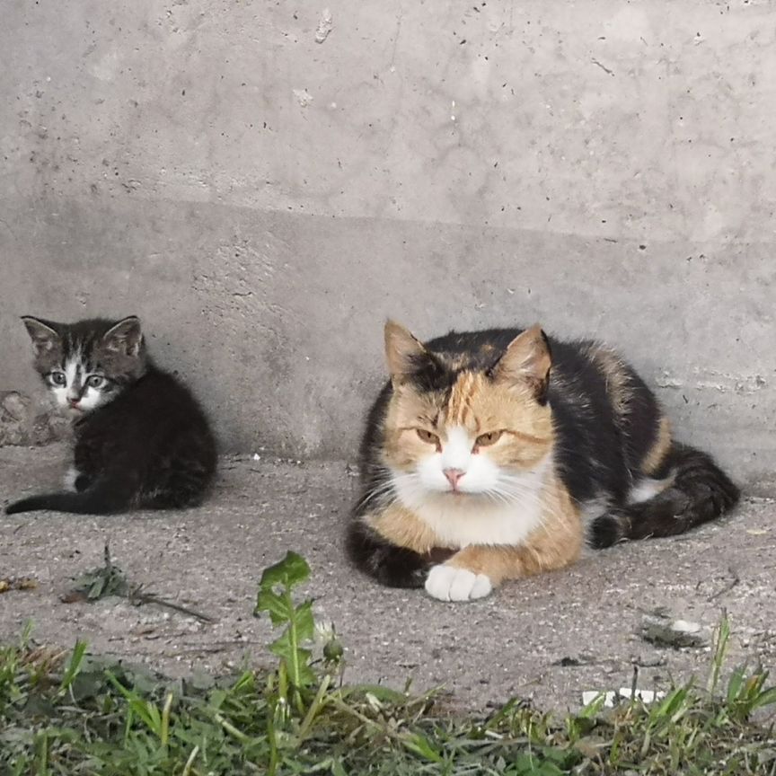 Котятки в добрые руки