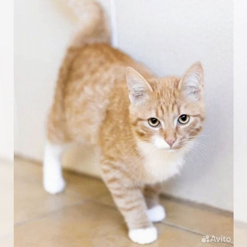 Очаровательная малышка Викси ищет дом