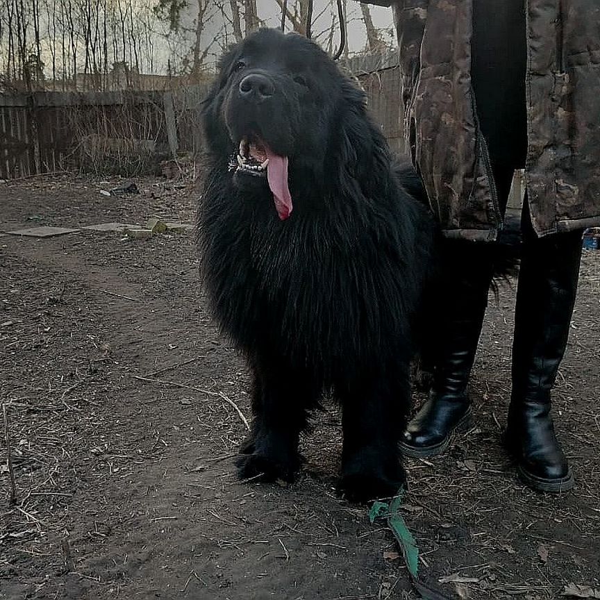 Кобель ньюфаундленда на вязку