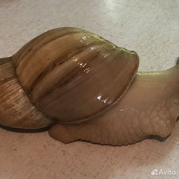 Улитка Ахатина большая